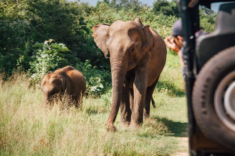 Yala National Park Sri Lanka – Wildlife Safari, 1 Best Time to Visit & Travel Guide